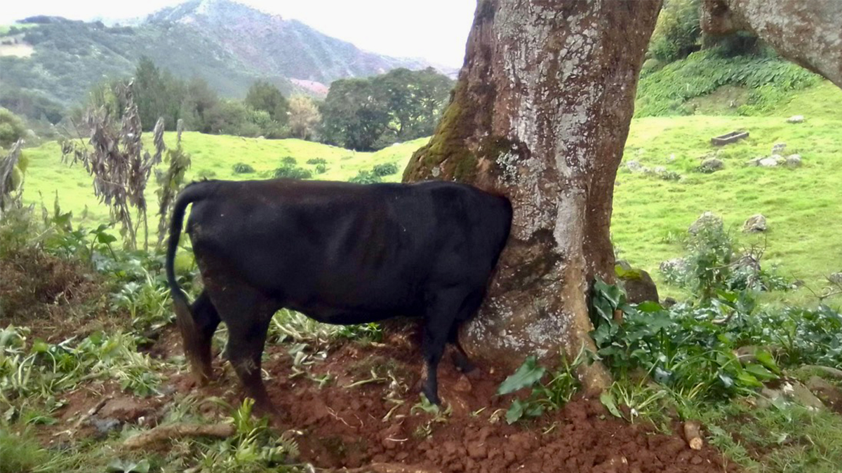High steak situation: the cow that got stuck in a tree - Duckworth Books